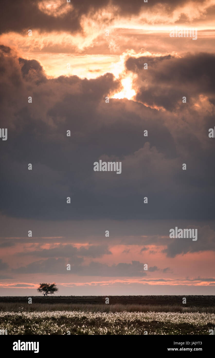 Single tree under dramatic sky, White Path Moss, Peak District, UK ...