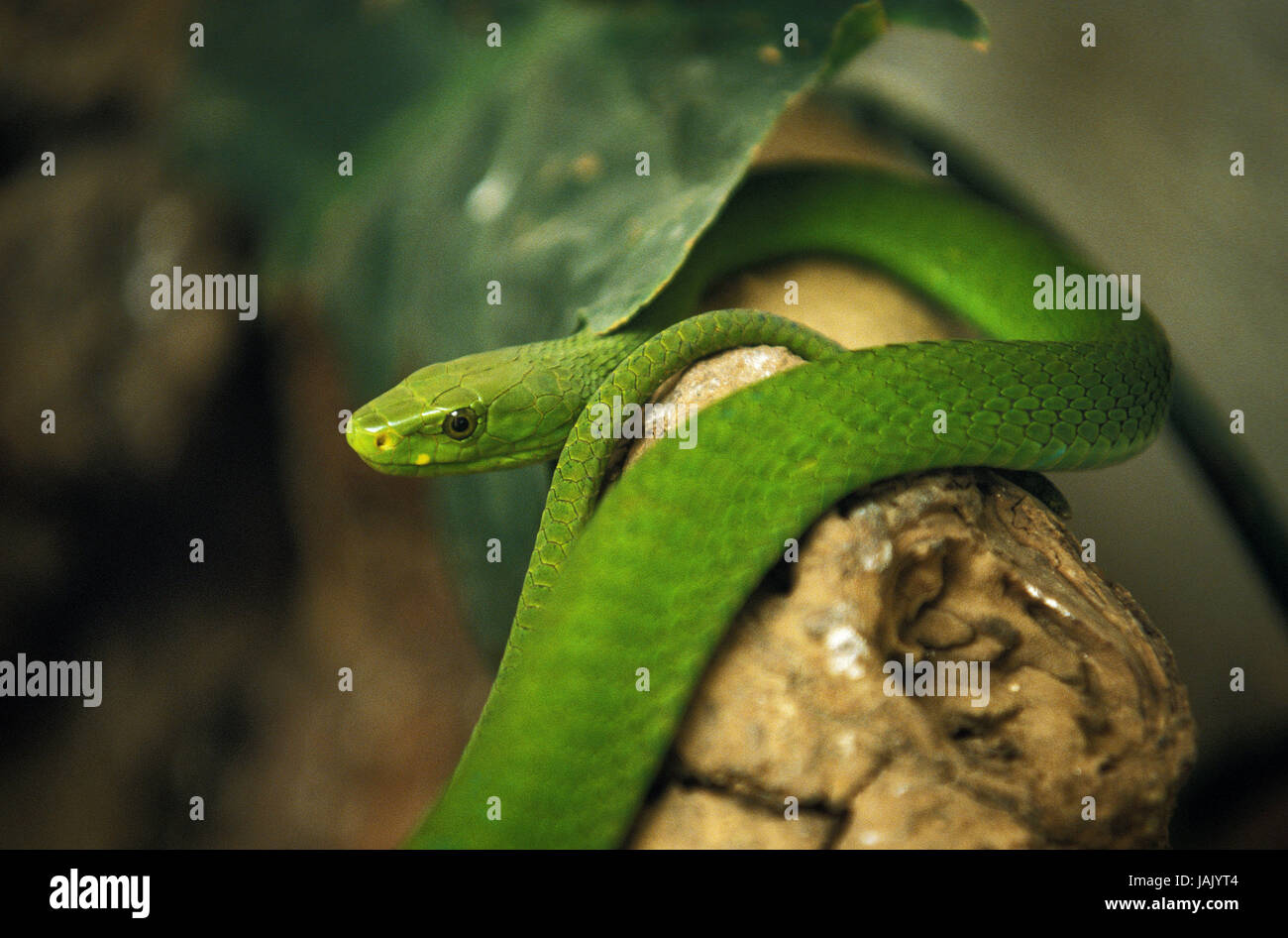Green Mamba,Dendroaspis angusticeps,Tanzania Stock Photo - Alamy