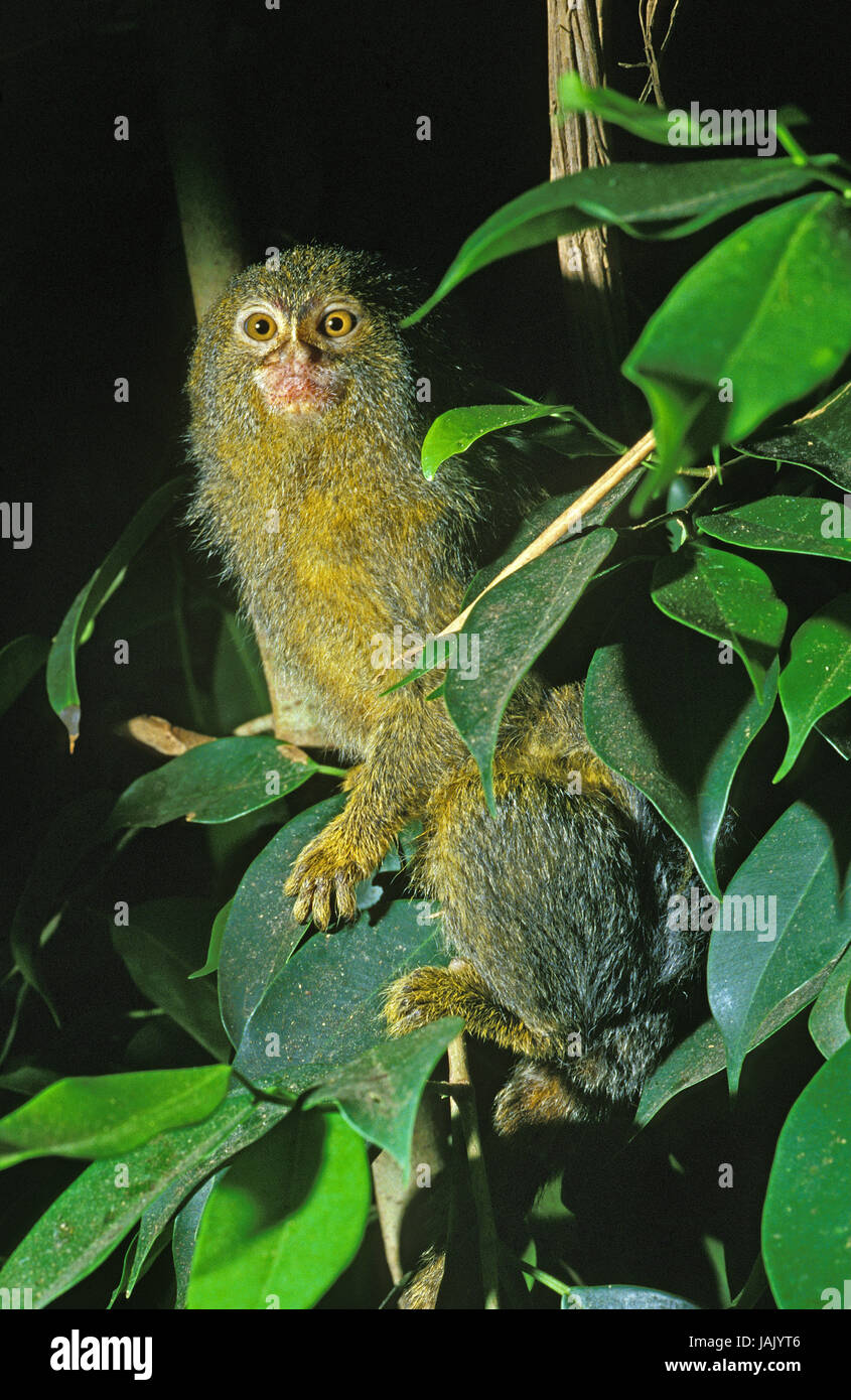 Dwarf's marmosets,Callithrix pygmaea Stock Photo - Alamy