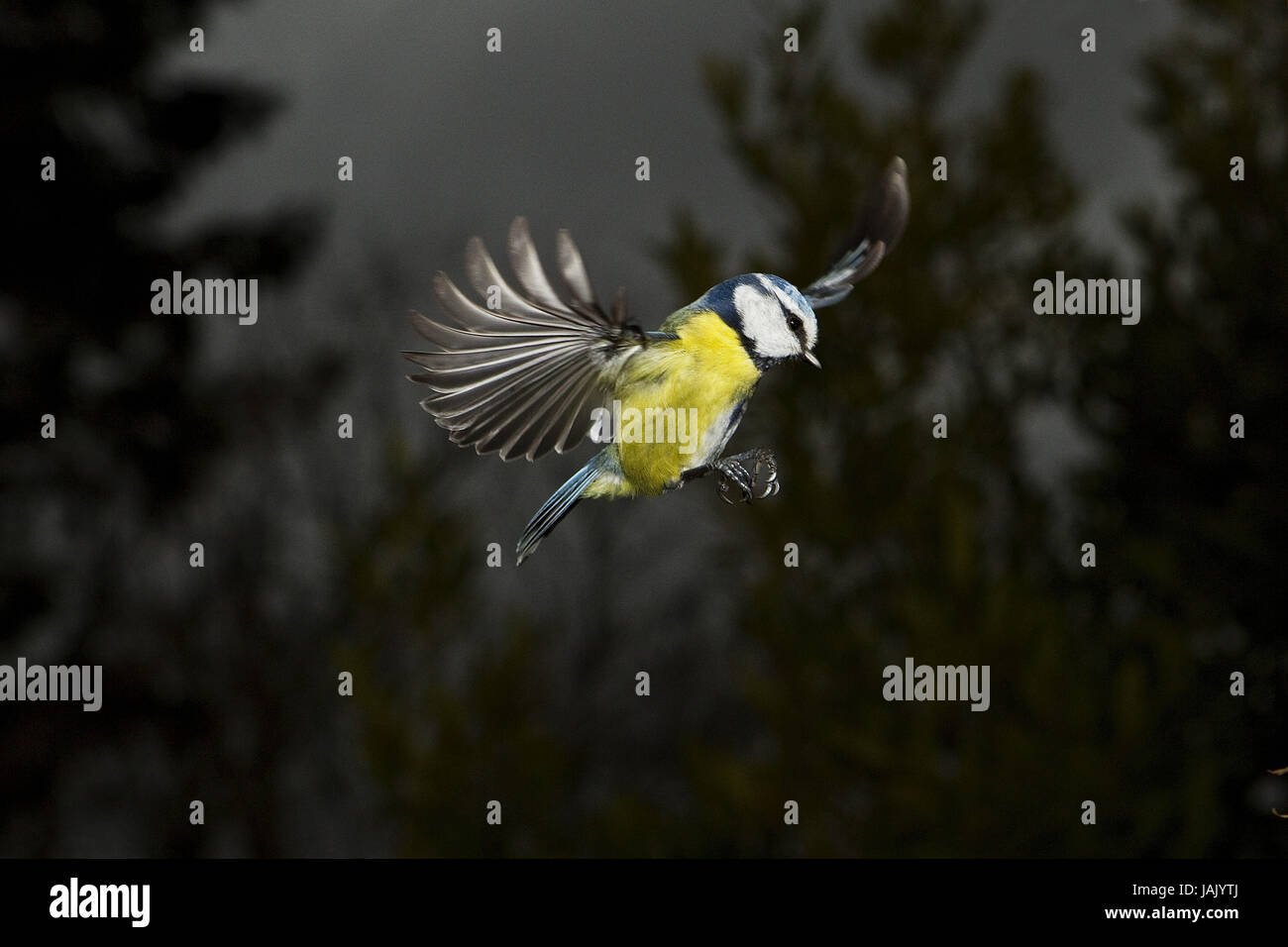 Blue tit,Parus caeruleus,flight Stock Photo - Alamy