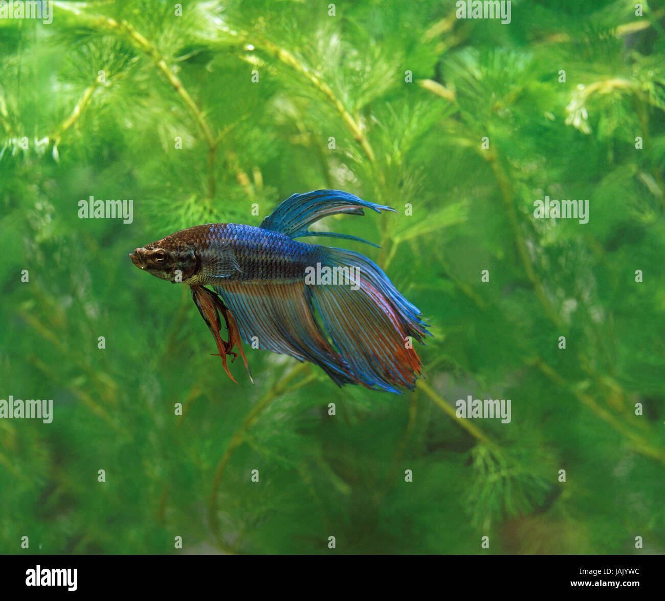Siamese fighting fishes betta splendens hi-res stock photography and ...