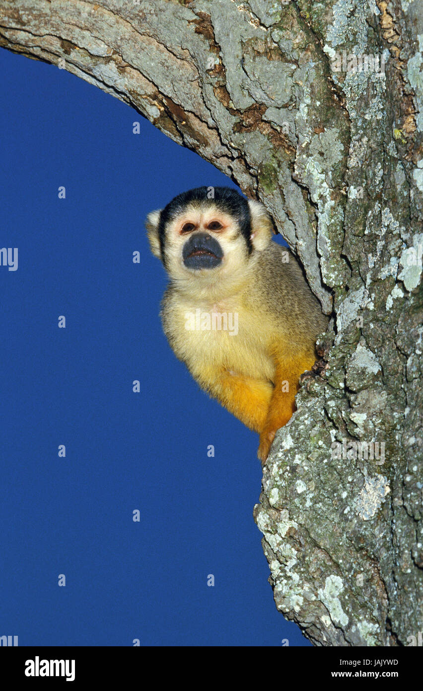 Little death's-head monkeys,Saimiri sciureus,trunk Stock Photo - Alamy