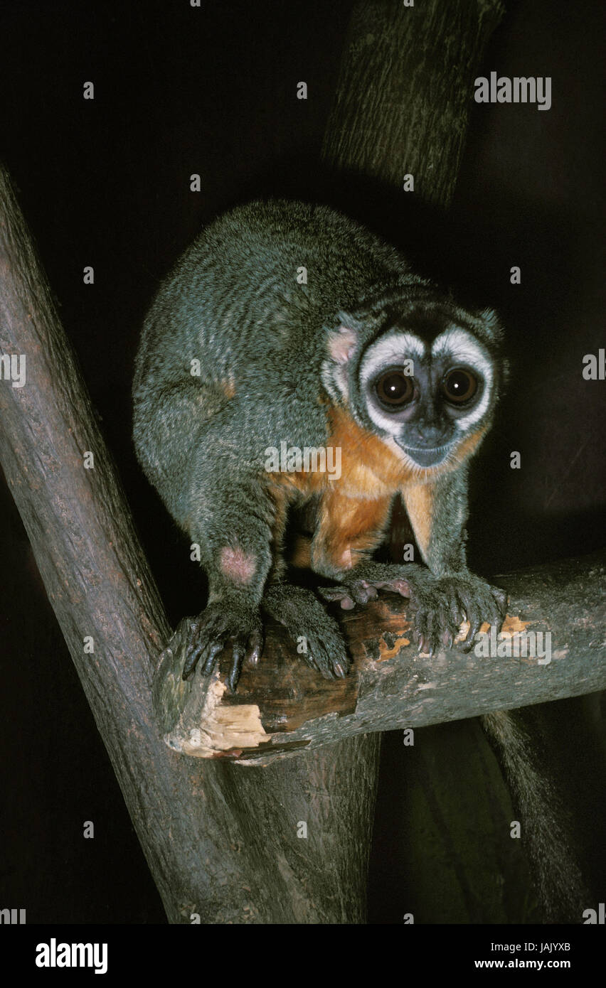 Eastern graukehl night monkey hi-res stock photography and images - Alamy