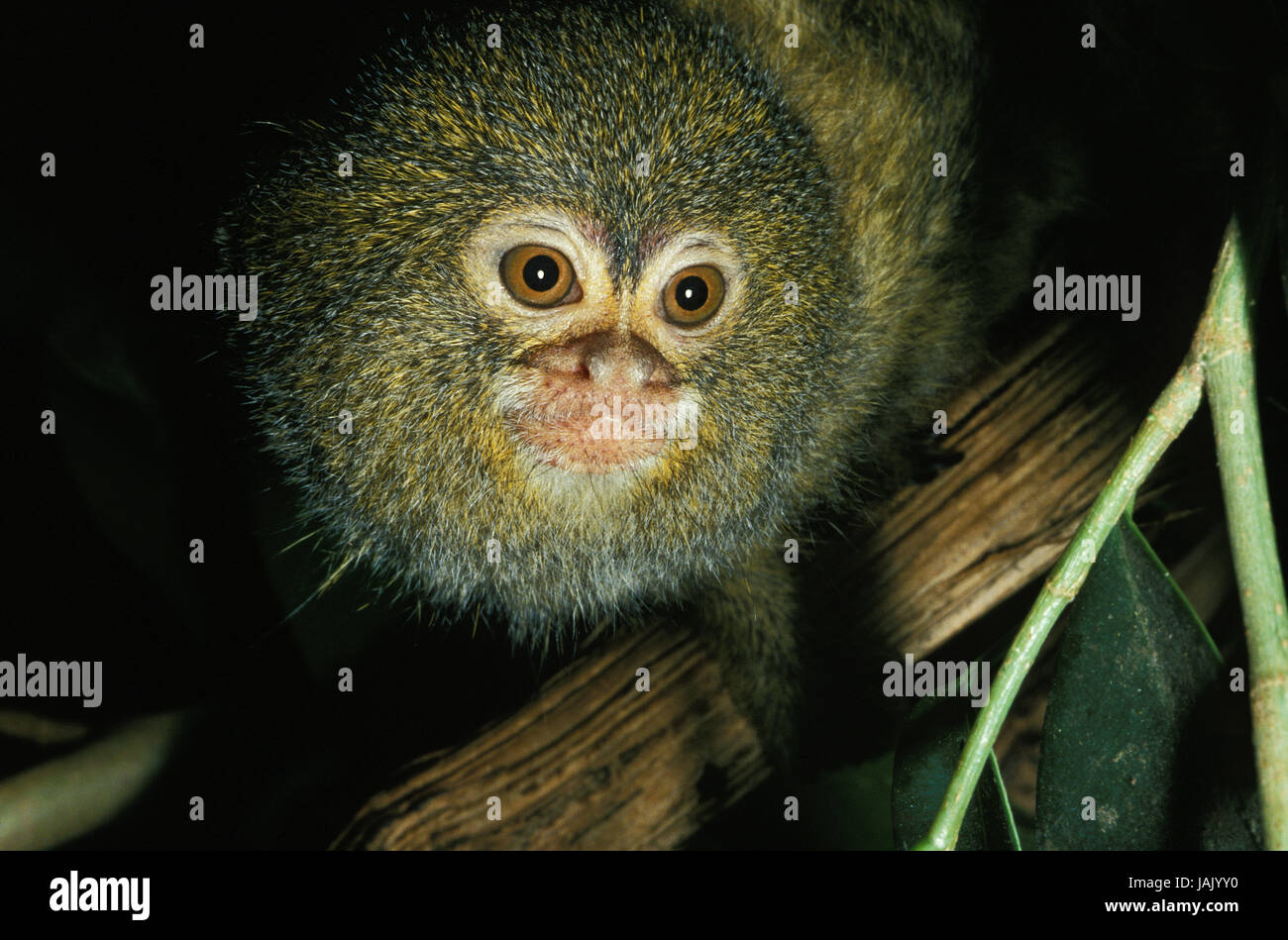 Dwarf's marmosets,Callithrix pygmaea,portrait Stock Photo - Alamy