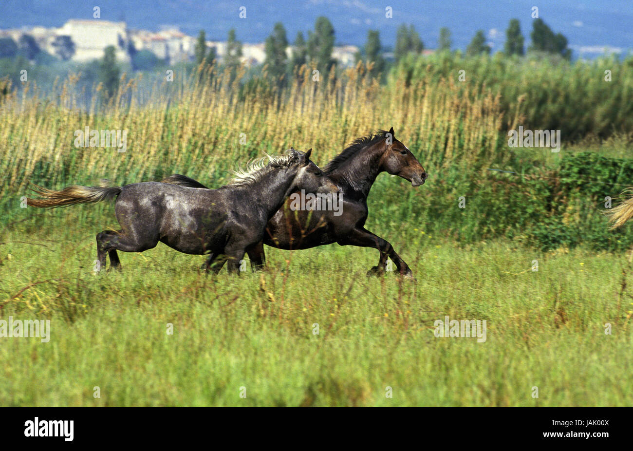 Of Lipizzaner horses,meadow,gallop Stock Photo - Alamy