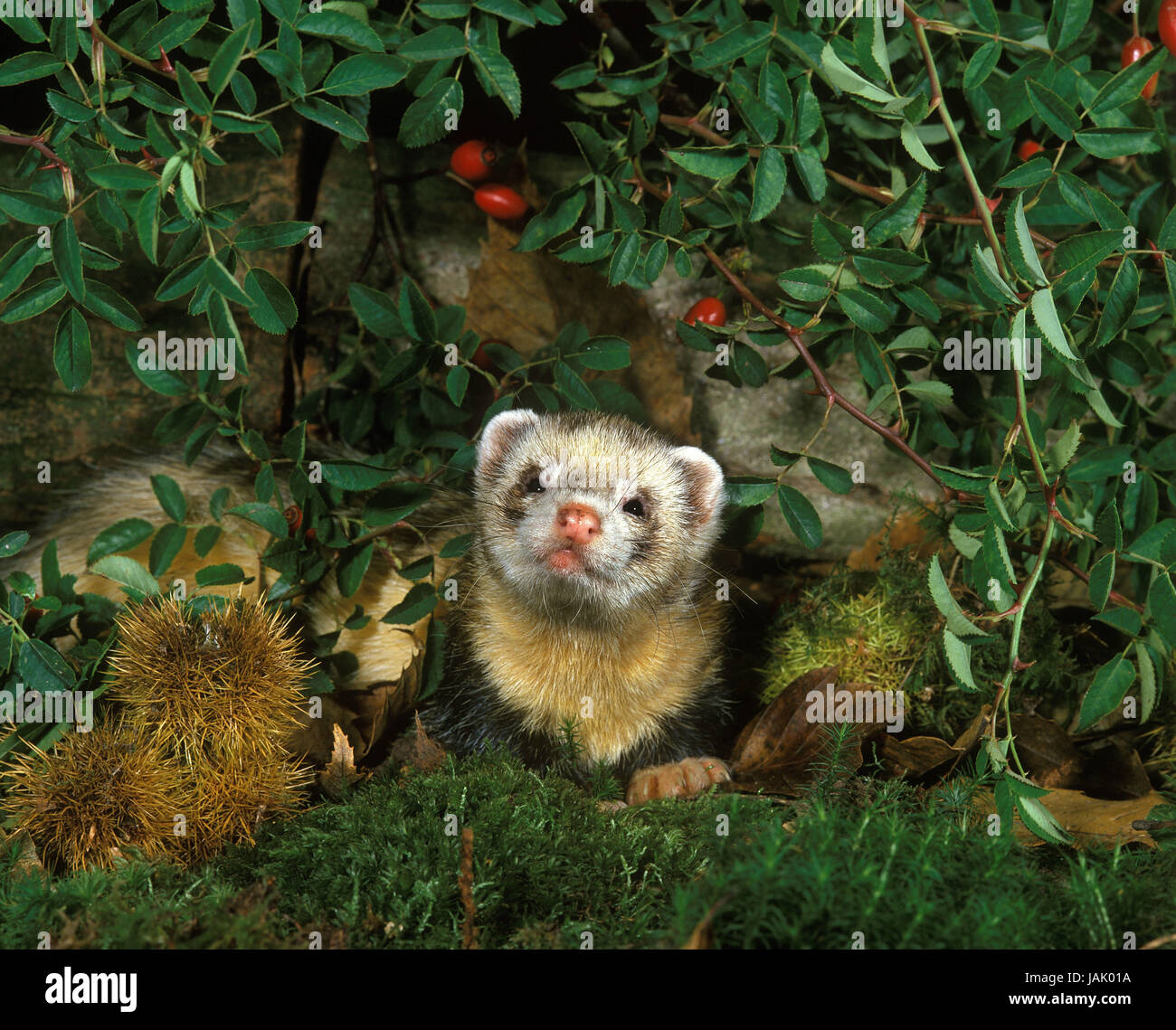 Polecat putorius hi-res stock photography and images - Alamy