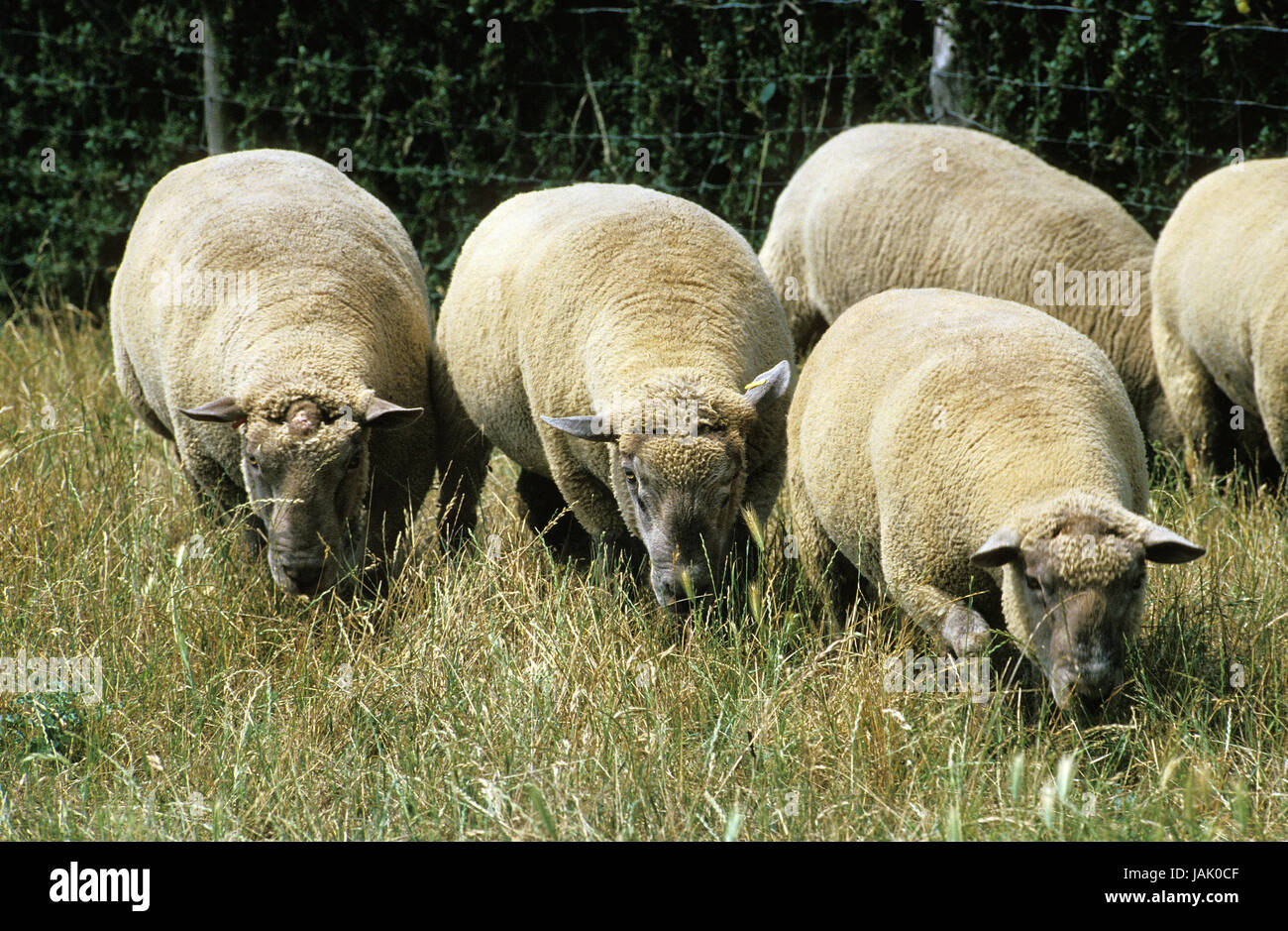Vendee sheep hi-res stock photography and images - Alamy