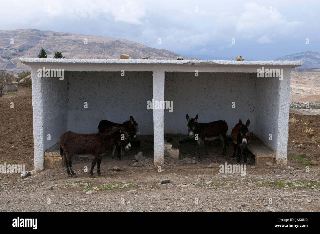 Donkey in a remote bus stop in the Kabylei in the area of Jijel,Algeria ...