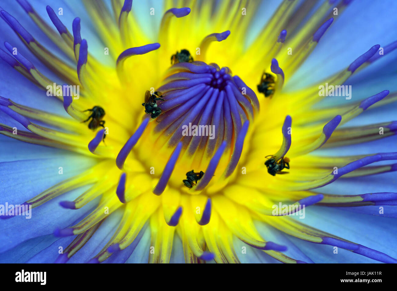 Radial flower heads hi-res stock photography and images - Alamy