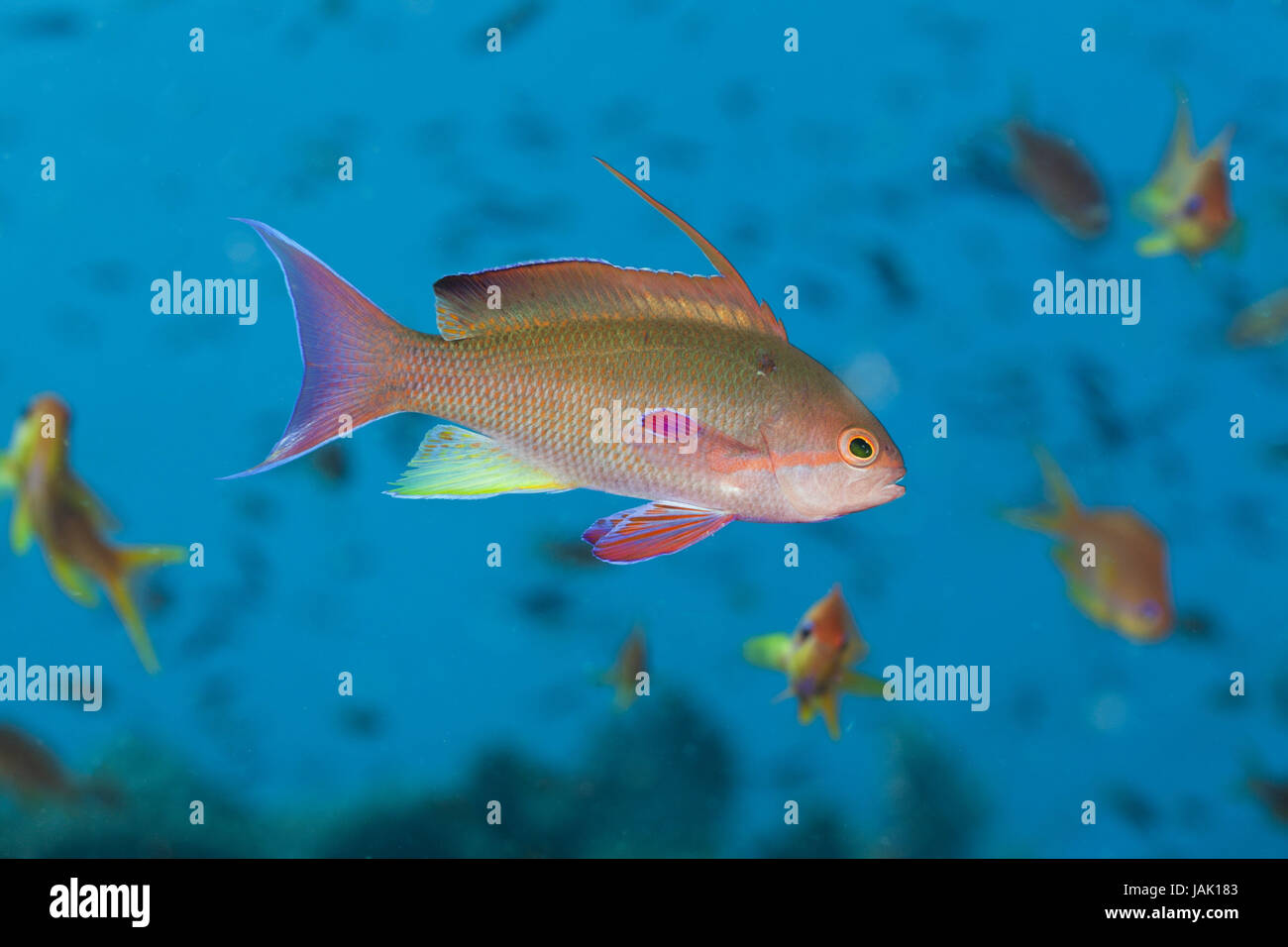 Jewels-flag perch,Pseudanthias squamipinnis,Namena marine park,Fiji ...