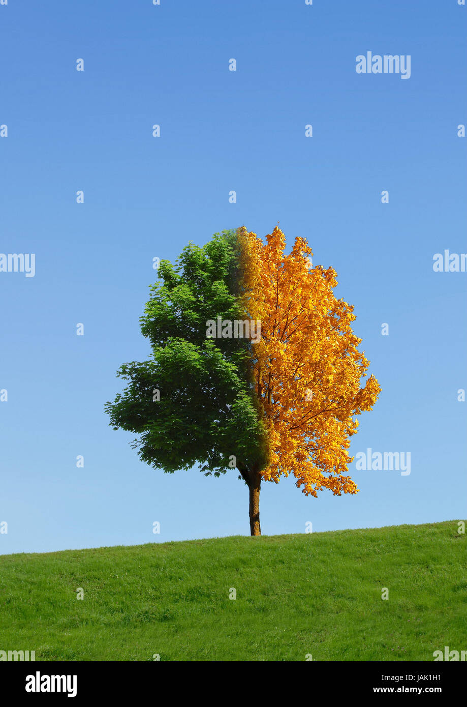 Seasons sequence hi-res stock photography and images - Alamy
