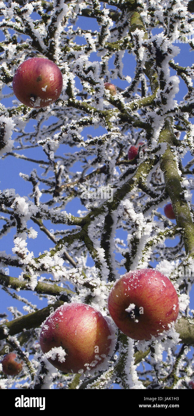 frozen apples in a tree Stock Photo - Alamy
