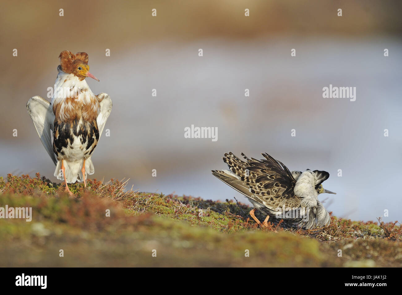 Courtship display square hi-res stock photography and images - Alamy