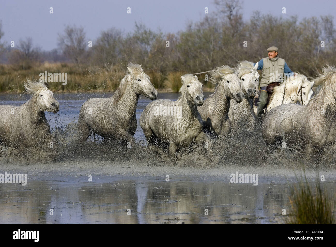 Bleed does camargue horses by a flux hi-res stock photography and ...