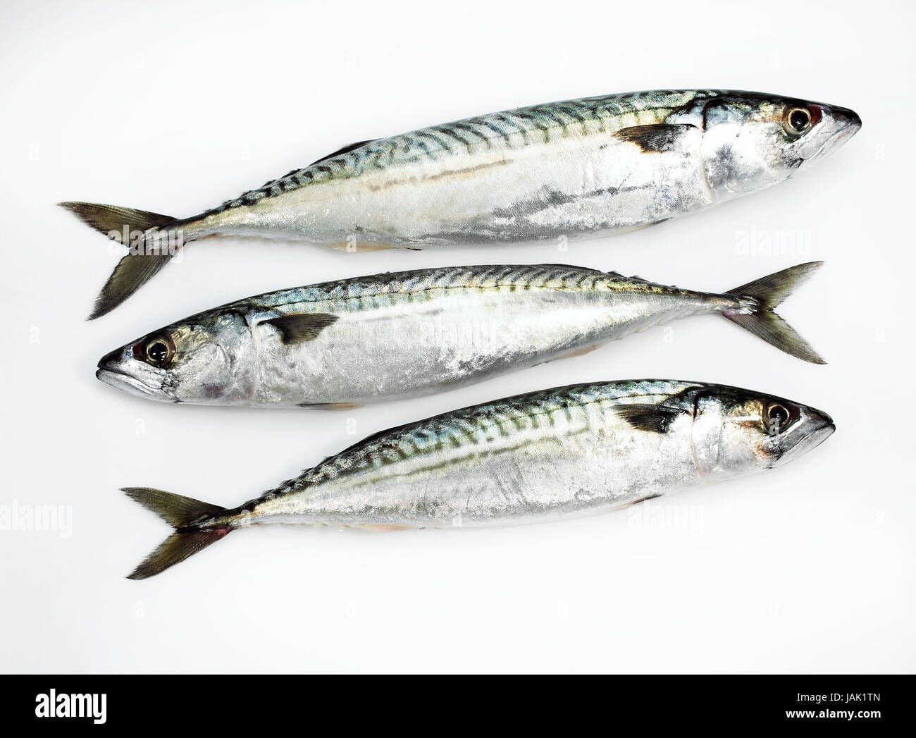 Mackerels,Scomber scombrus,fresh fish,white background Stock Photo - Alamy