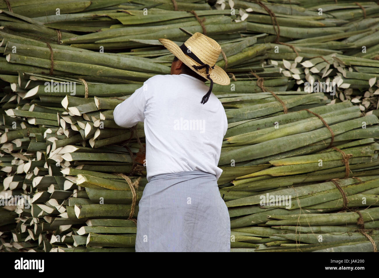 Mexico,Yucatan,Sotuta de Peon,Hacienda,sisal processing,man,Maya,agave ...