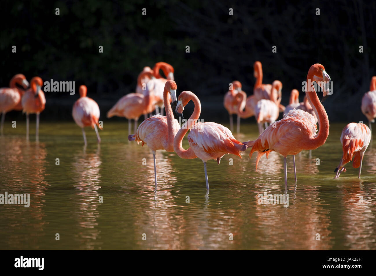 Flamingos in celestun hi-res stock photography and images - Alamy