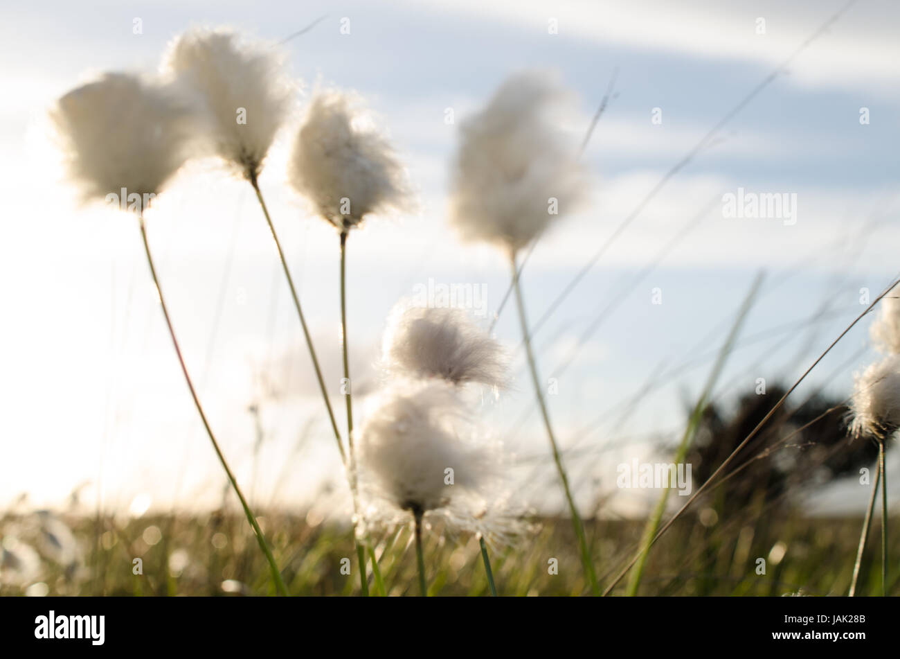 Common Cottongrass, White Path Moss, Peak District, UK Stock Photo - Alamy