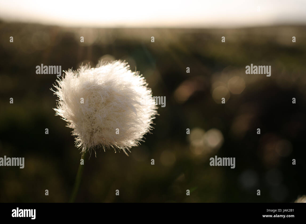 White path moss hi-res stock photography and images - Alamy