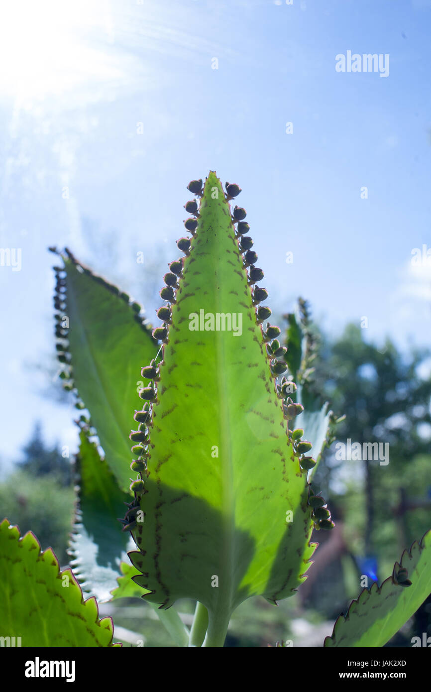 Young plants of Kalanchoe on leaf, Mother of Thousands, Alligator Plant ...