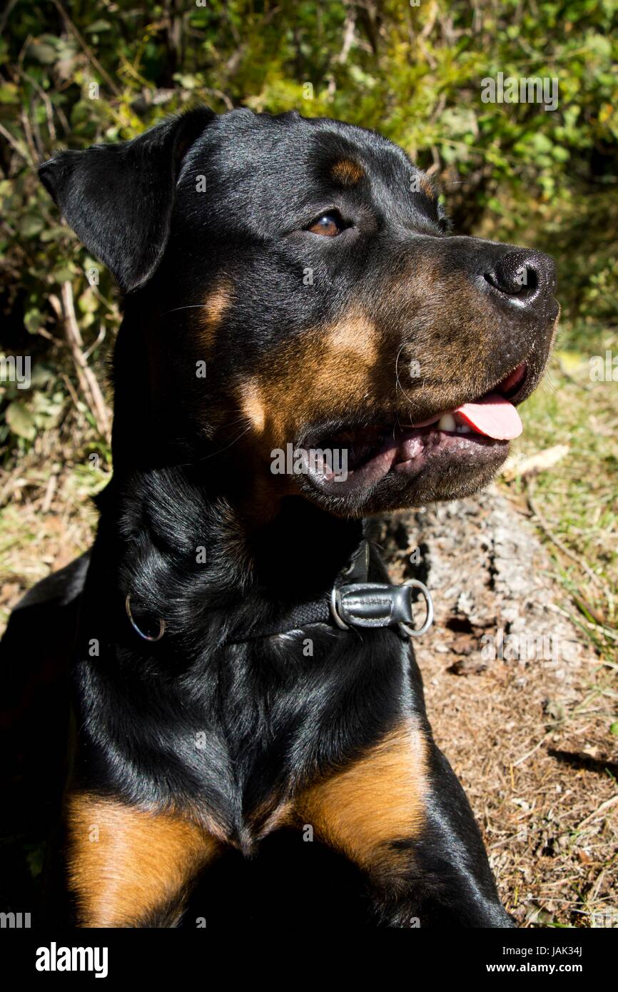 Metzgerhund hi-res stock photography and images - Alamy