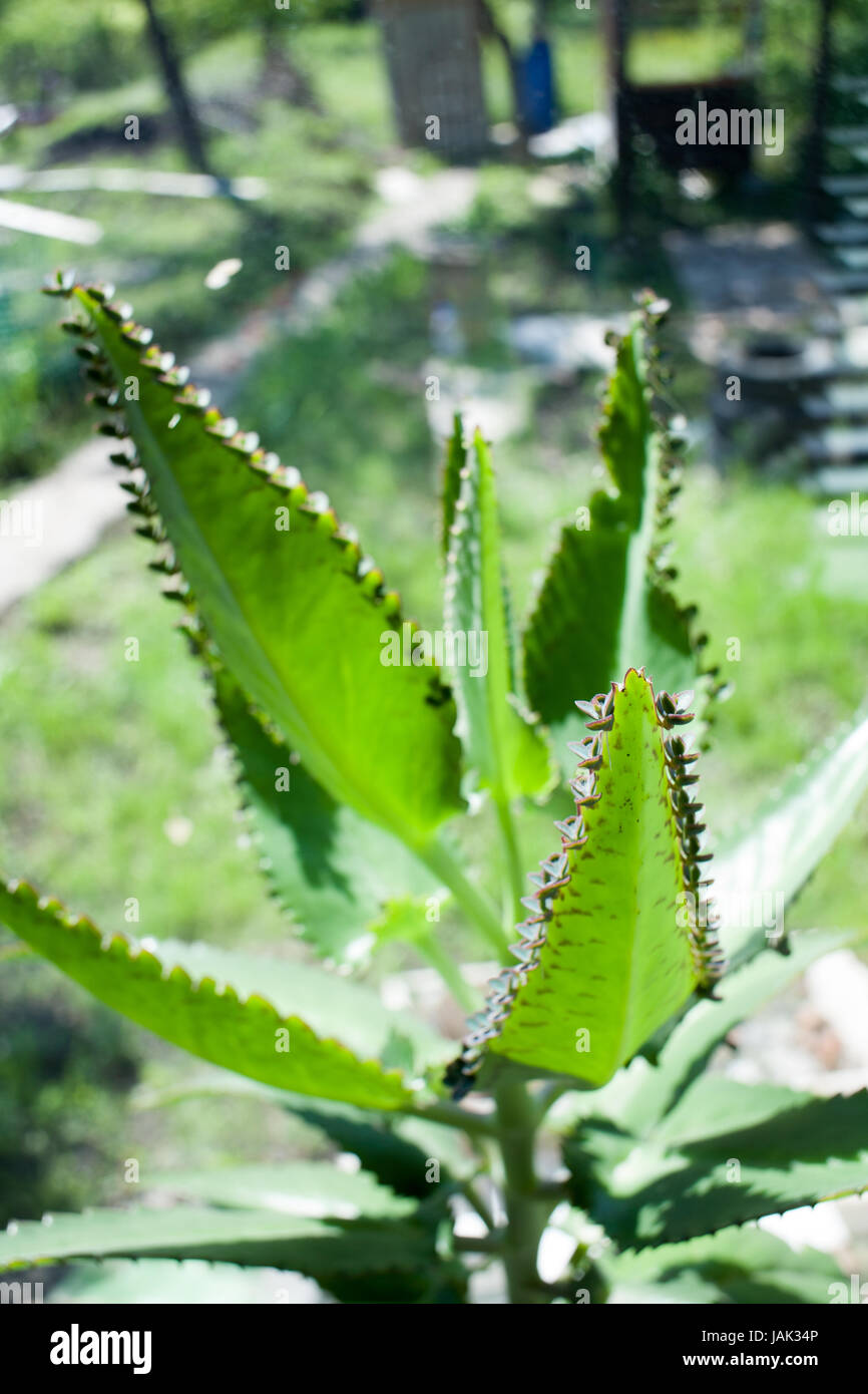Young plants of Kalanchoe on leaf, Mother of Thousands, Alligator Plant ...