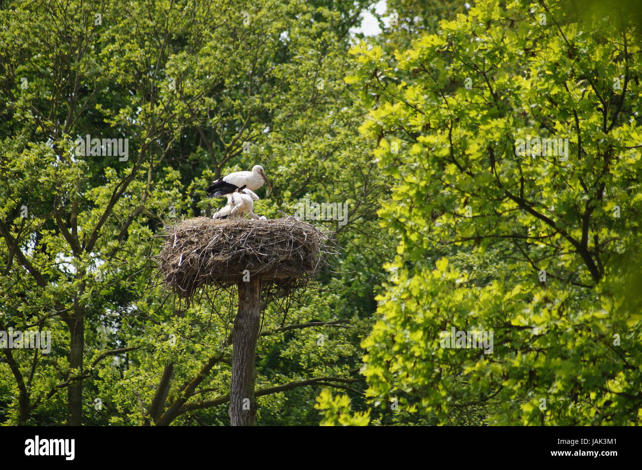 Stork in green hi-res stock photography and images - Alamy