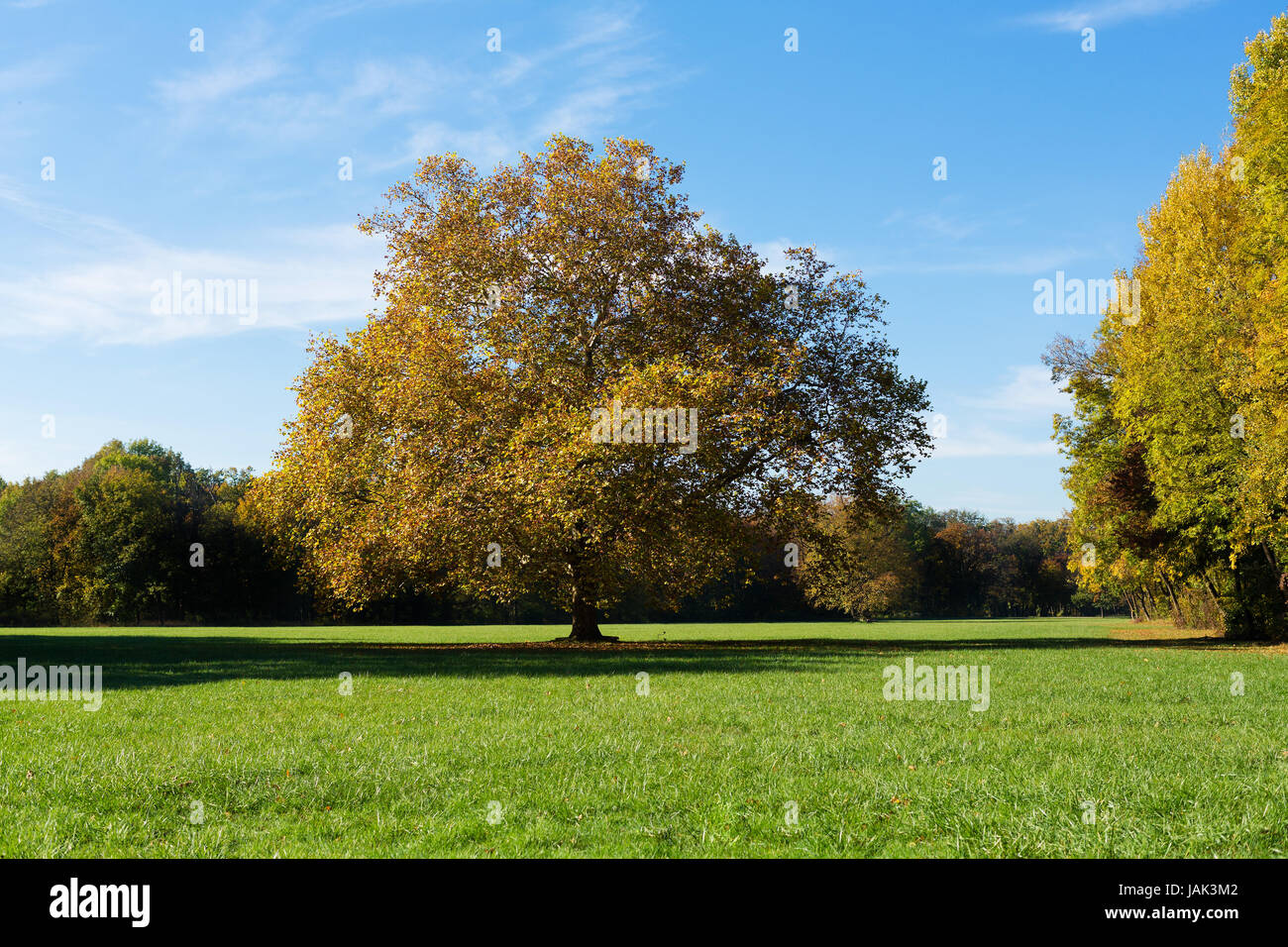 Ahornbaum im Herbst, prachtvoller Laubbaum auf einer Wiese Stock Photo ...