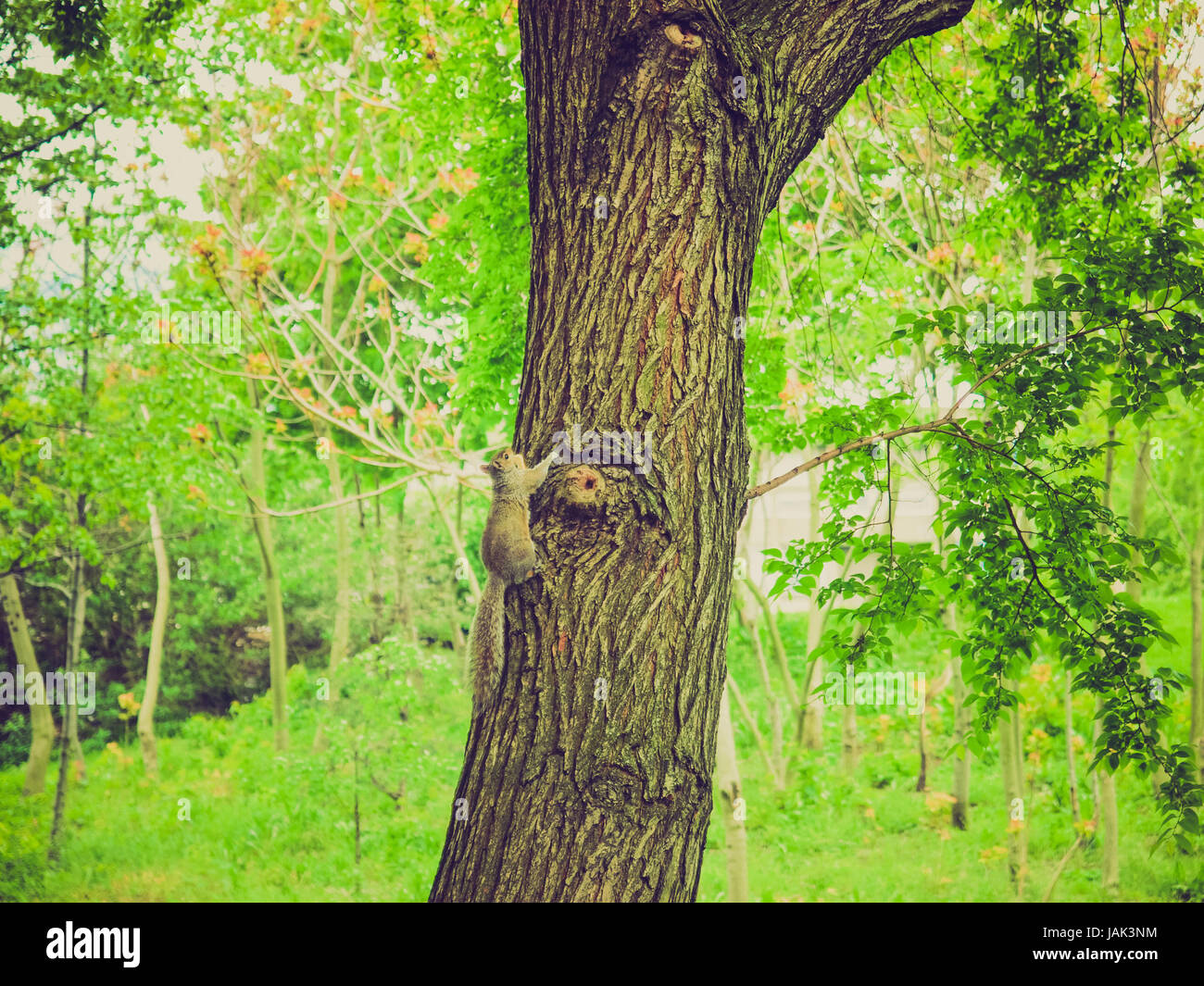 Vintage looking Squirrel - Animalia Chordata Mammalia Rodentia ...