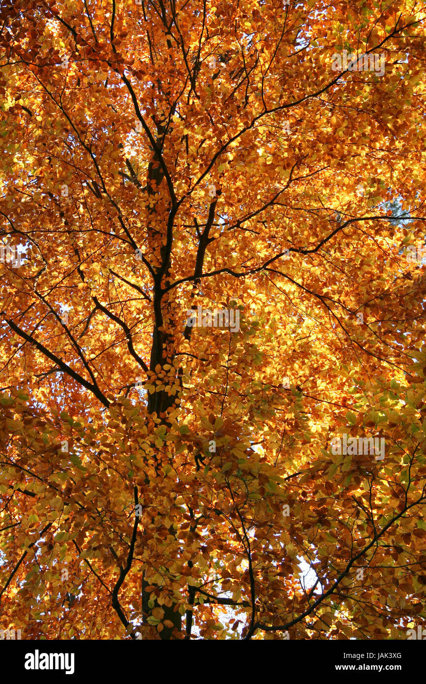 vibrant colored orange treetop at autumn time Stock Photo - Alamy