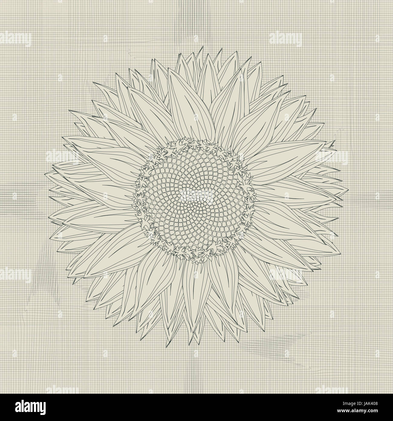 Sunflower grunge sketch, abstract art Stock Photo - Alamy