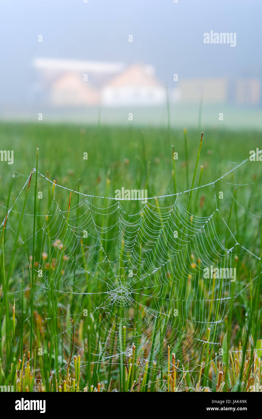 cobweb spiders web Stock Photo - Alamy