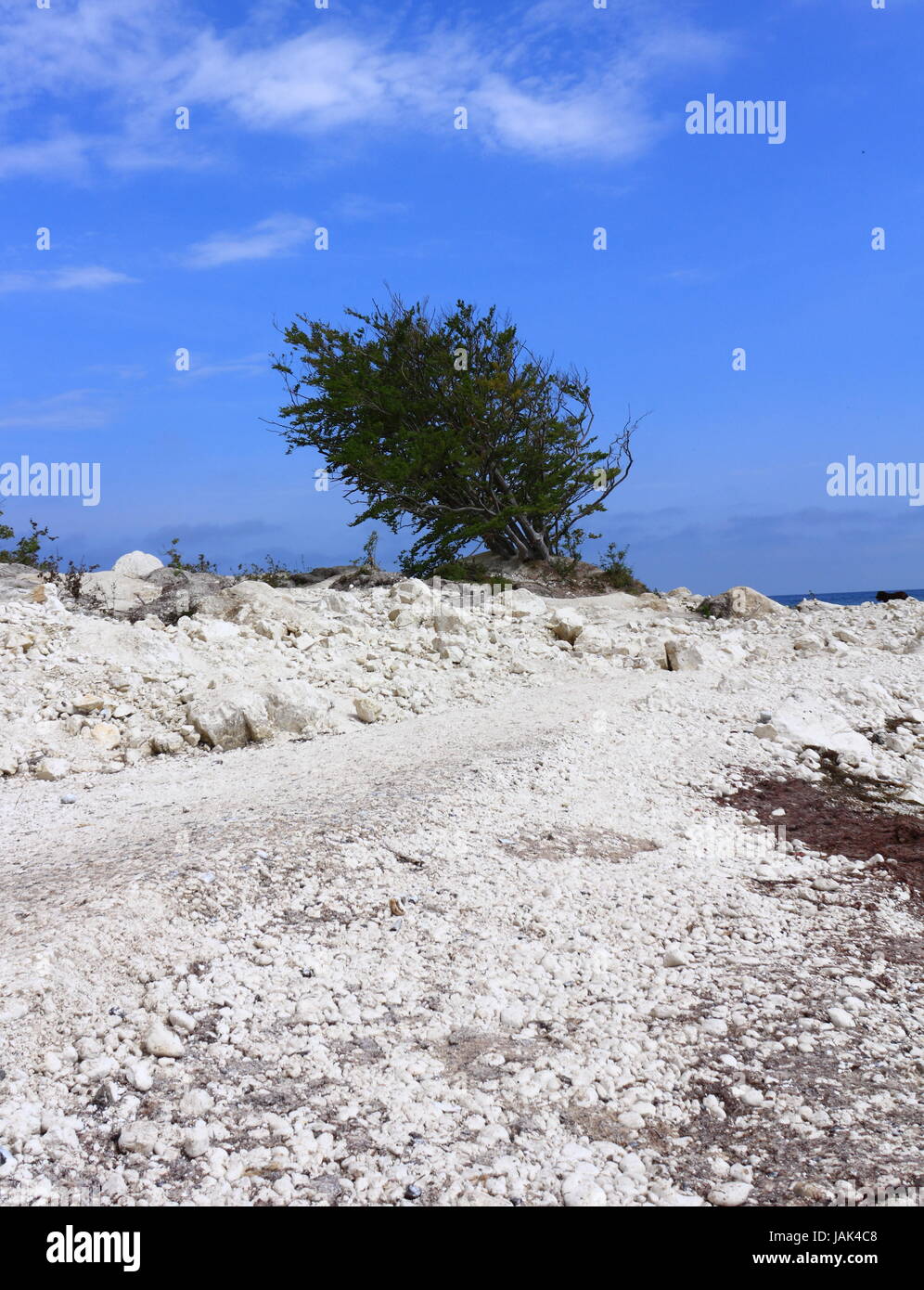 chalk coastline on the island moen in denmark Stock Photo - Alamy