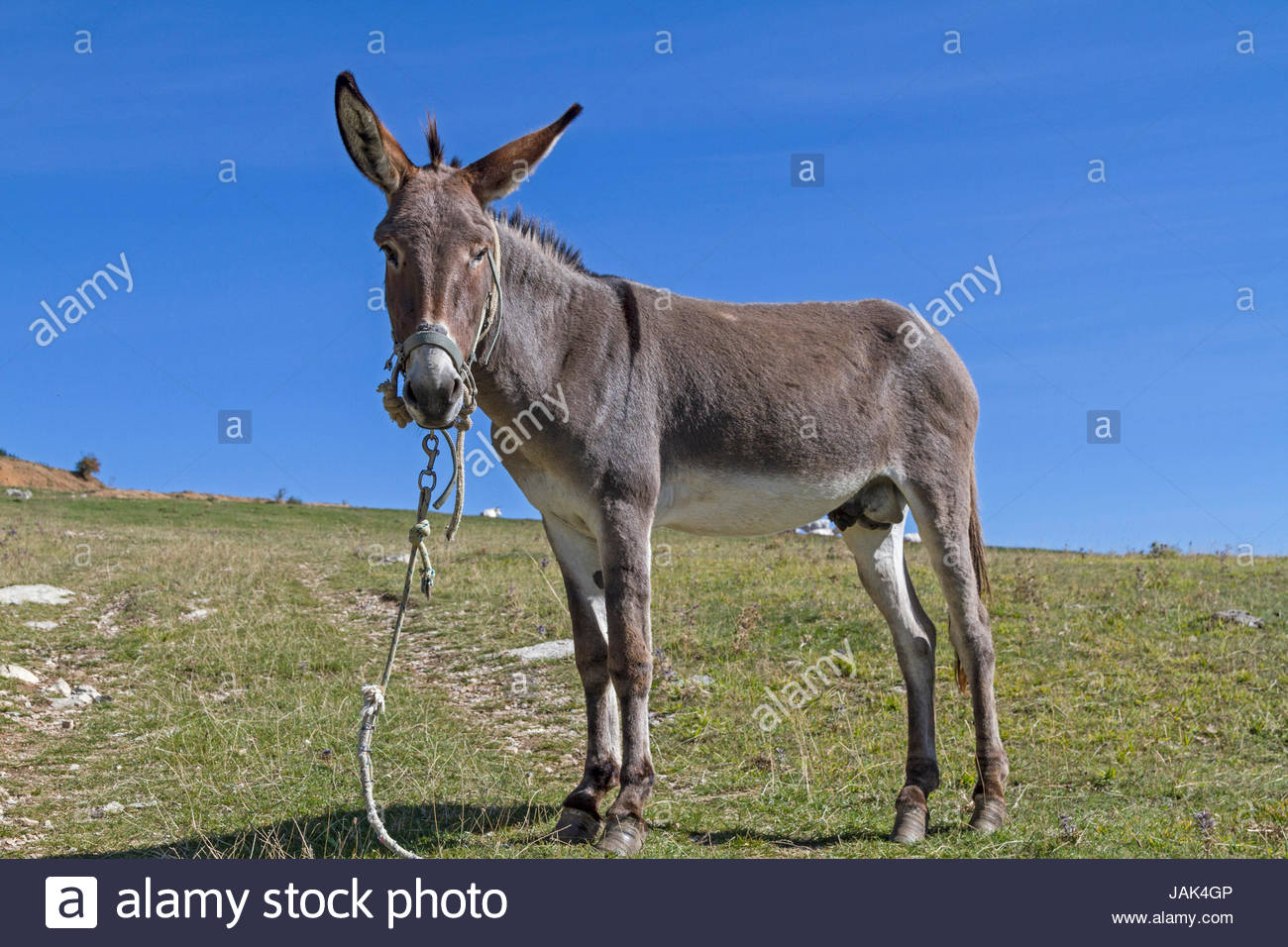 Gebirgsjäger High Resolution Stock Photography and Images - Alamy