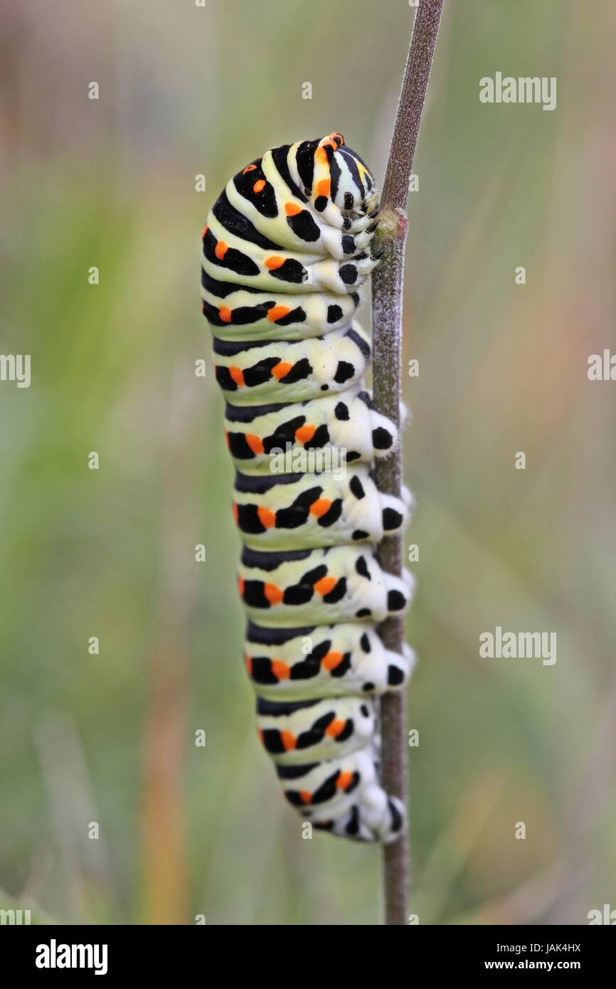 swallowtail caterpillar (papilio machaon) on small burnet (pimpinella ...