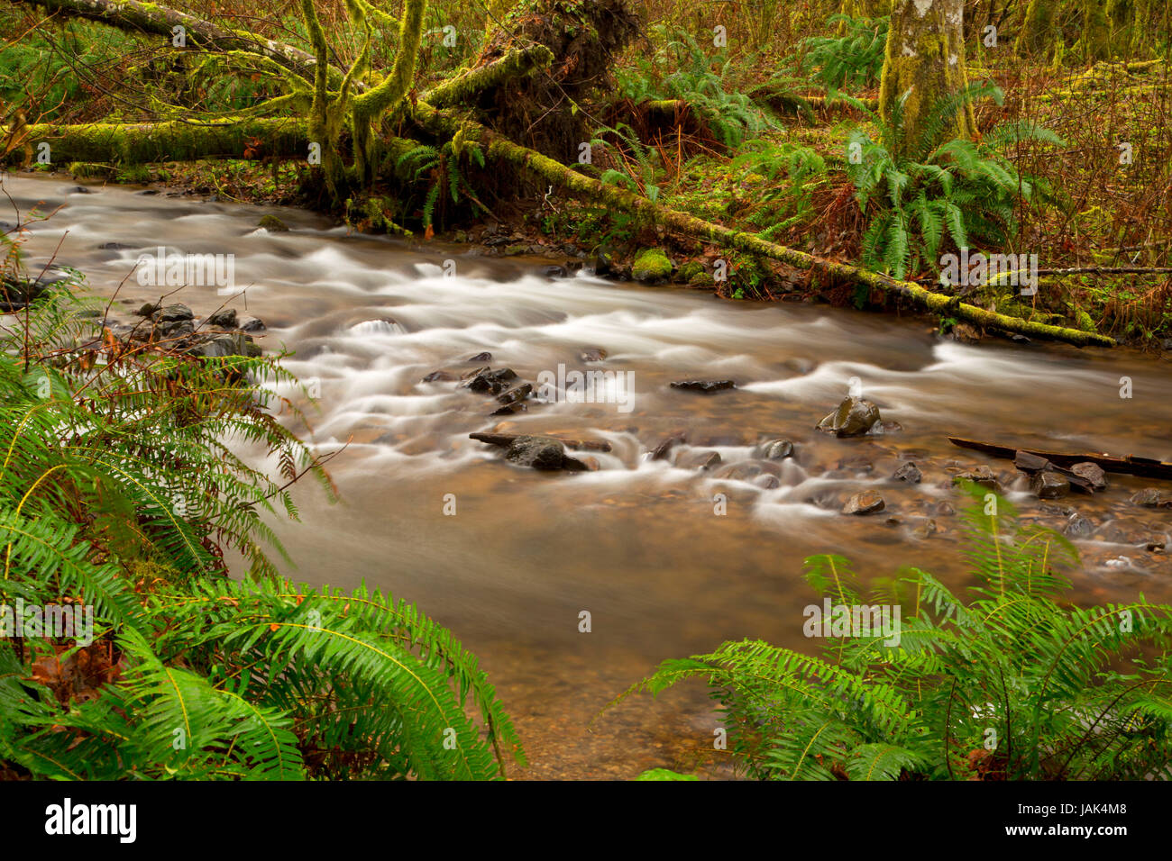 Spruce Run Creek along Spruce Run Creek Trail, Clatsop State Forest ...