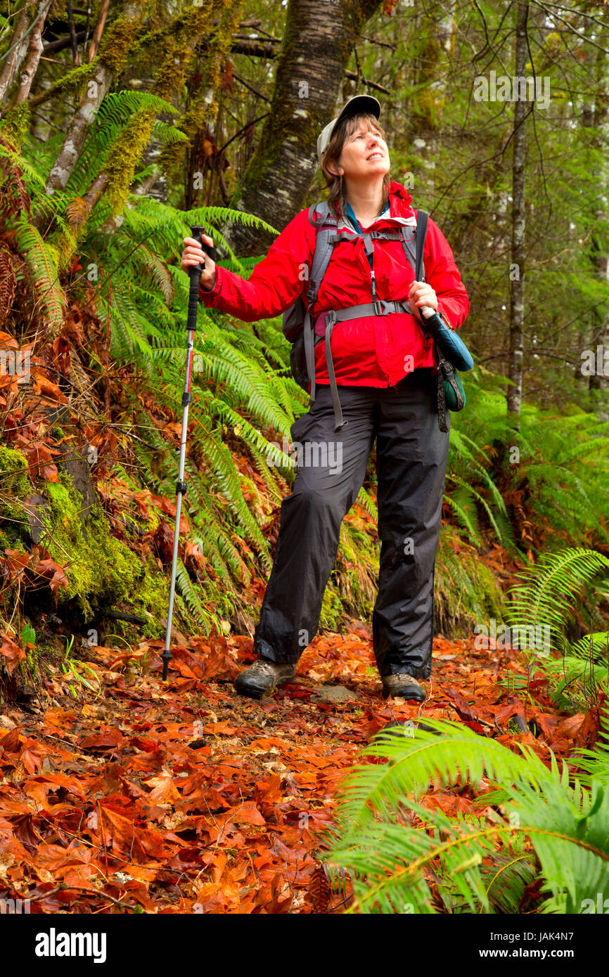 Spruce Run Creek Trail, Clatsop State Forest, Oregon Stock Photo - Alamy