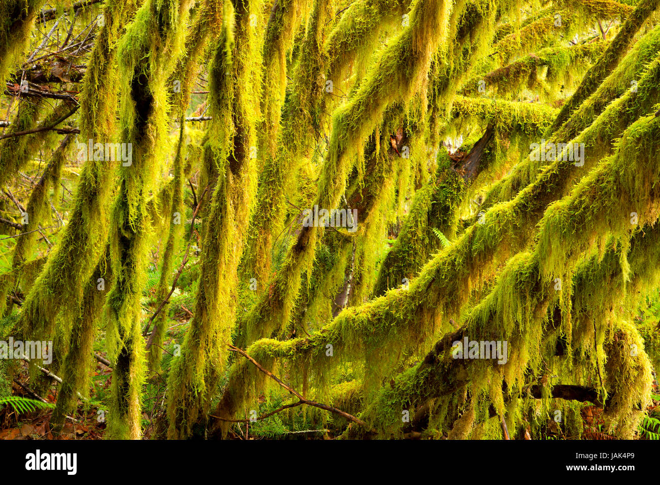 Vine maple (Acer circinatum) along Spruce Run Creek Trail, Clatsop ...