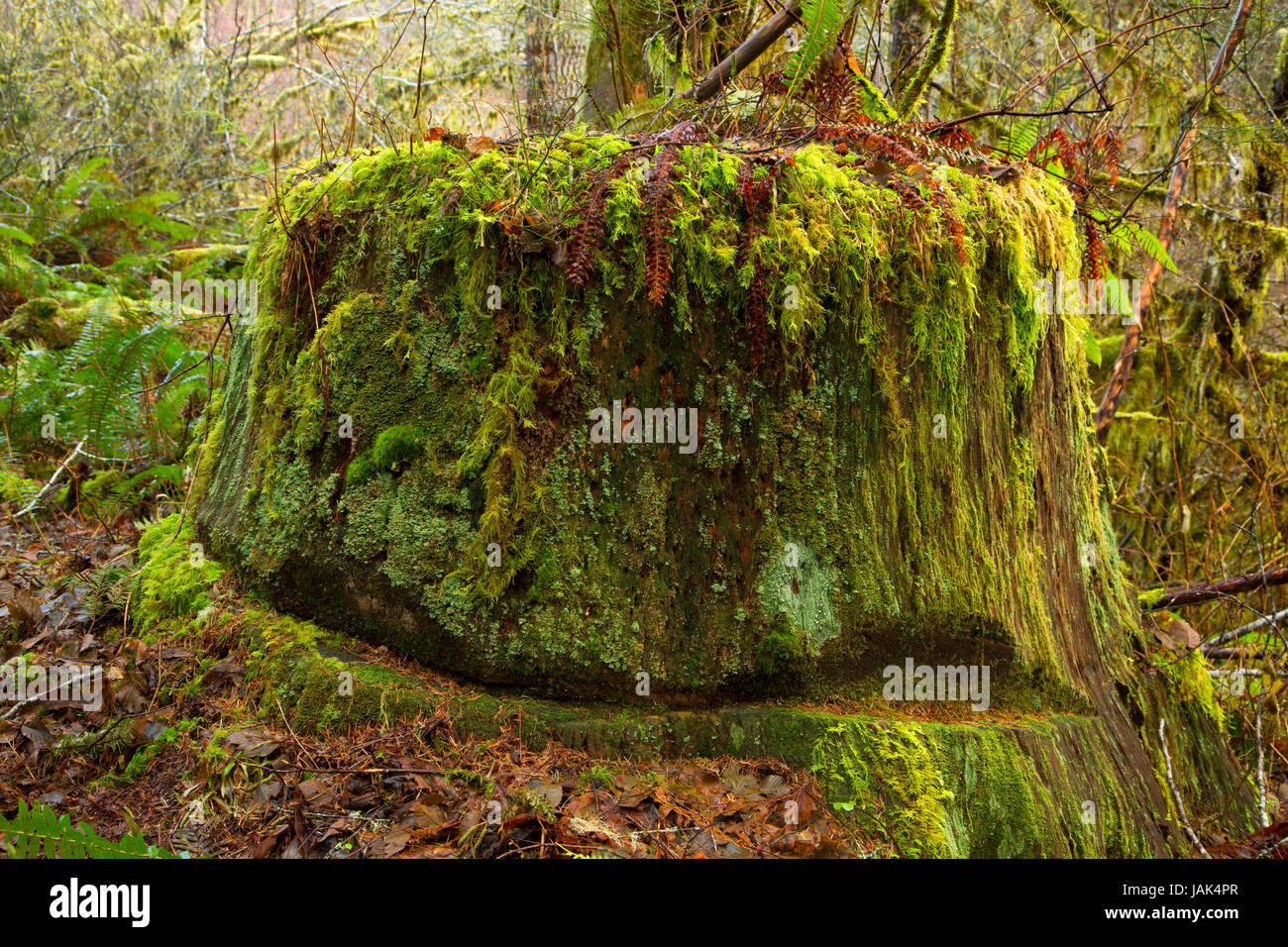 Stump trail hi-res stock photography and images - Alamy