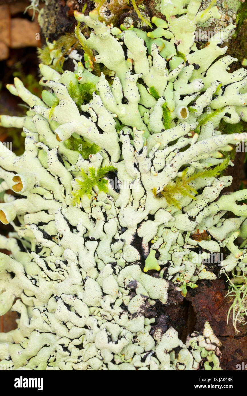 Lichen along Spruce Run Creek Trail, Clatsop State Forest, Oregon Stock ...
