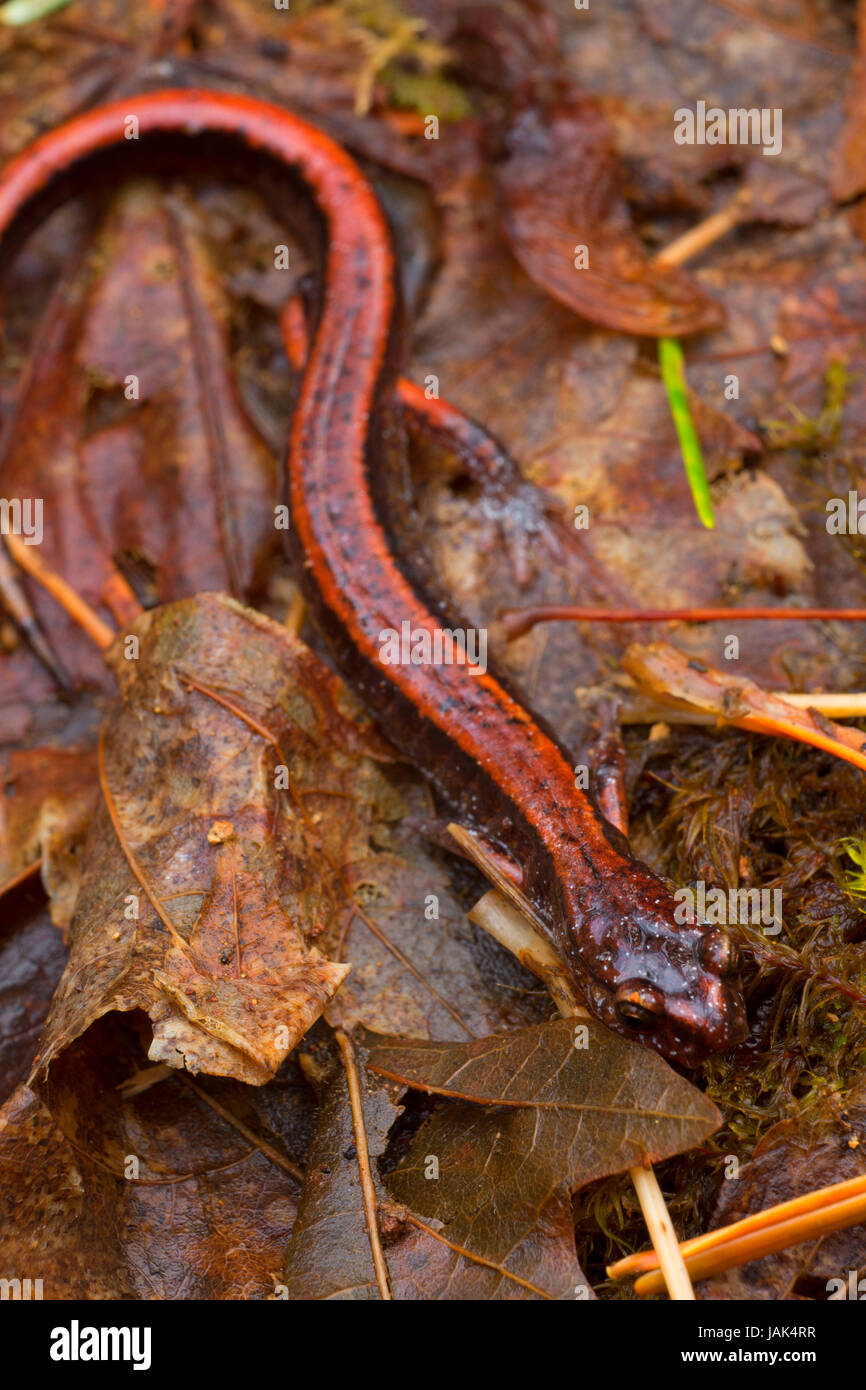 Western red-backed salamander (Plethodon vehiculum) along Spruce Run ...