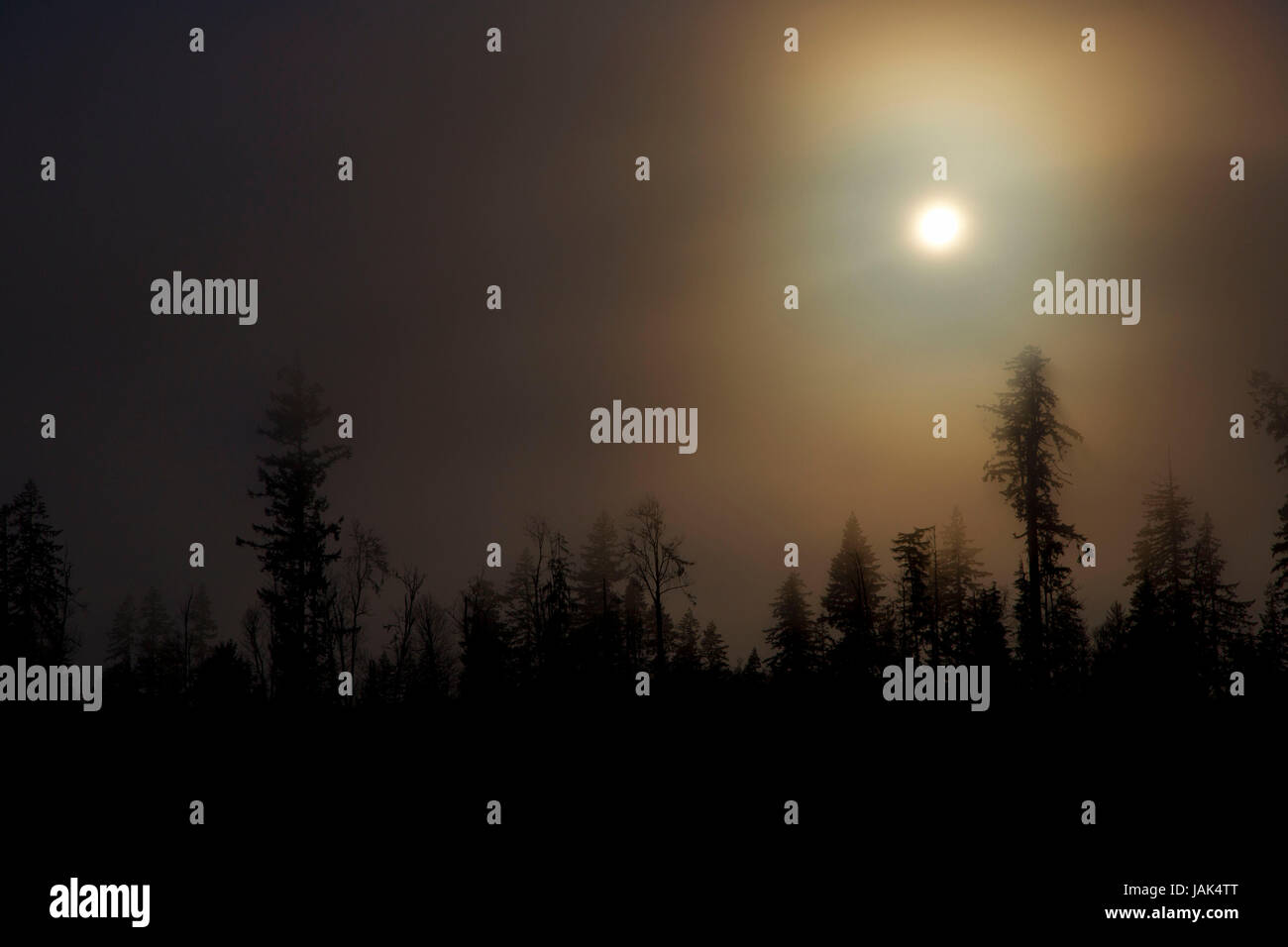 Moon over forest hi-res stock photography and images - Alamy