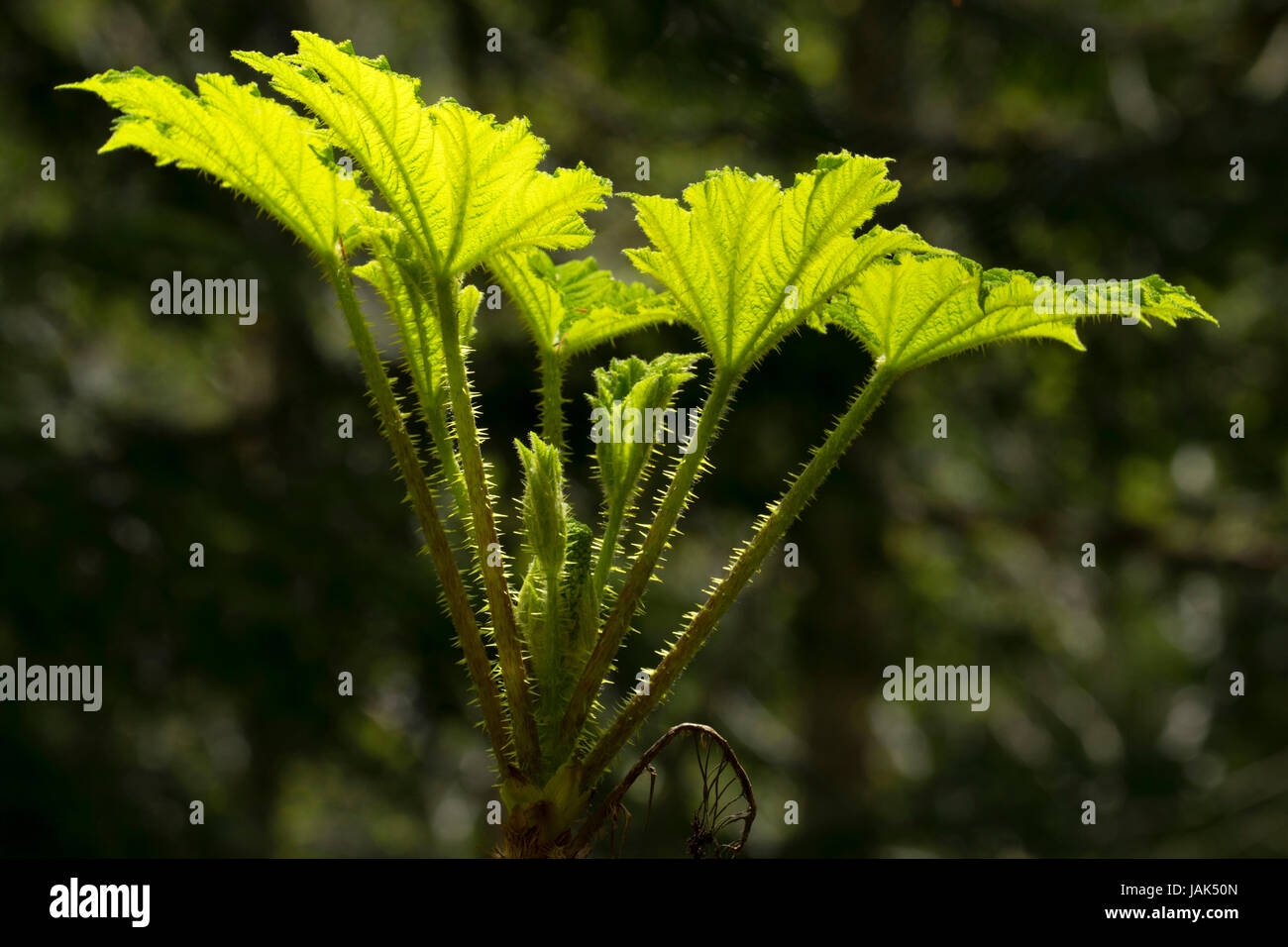 Devil's club along Saddle Mountain Trail, Saddle Mountain State Park ...