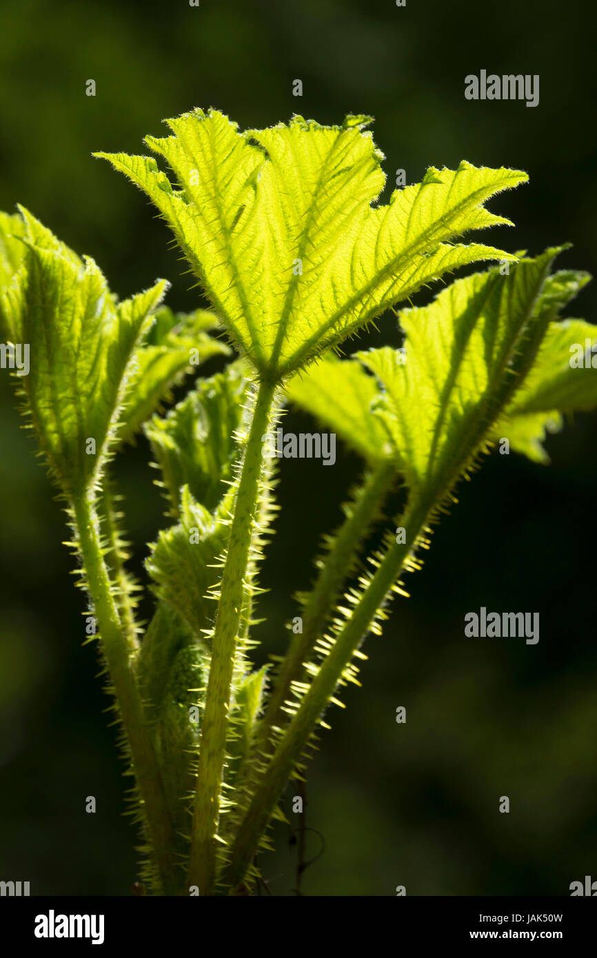 Devil's club along Saddle Mountain Trail, Saddle Mountain State Park ...