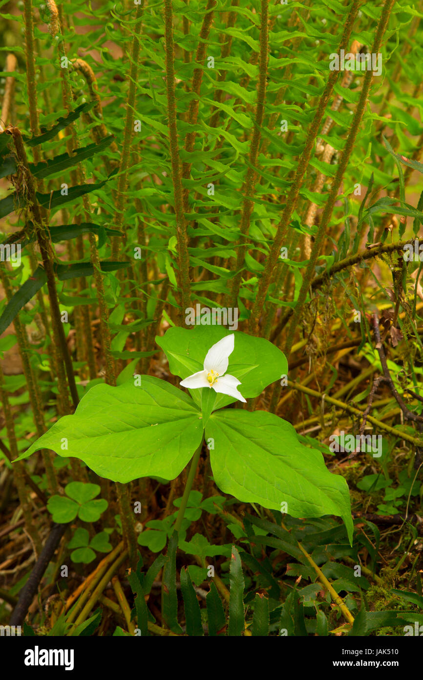 North fork nehalem river hi-res stock photography and images - Alamy