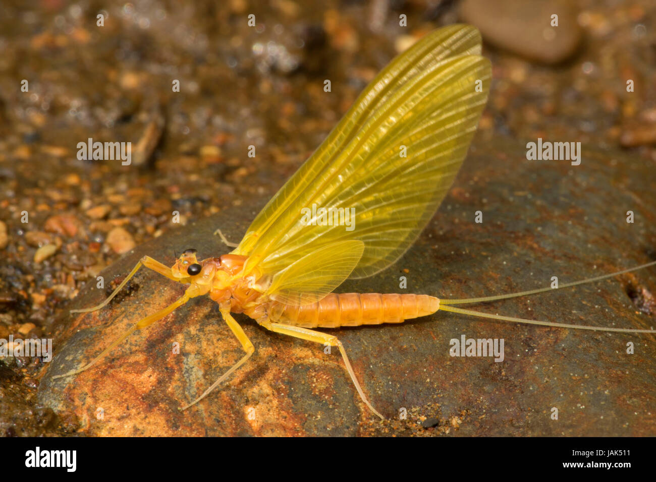 North fork nehalem river hi-res stock photography and images - Alamy