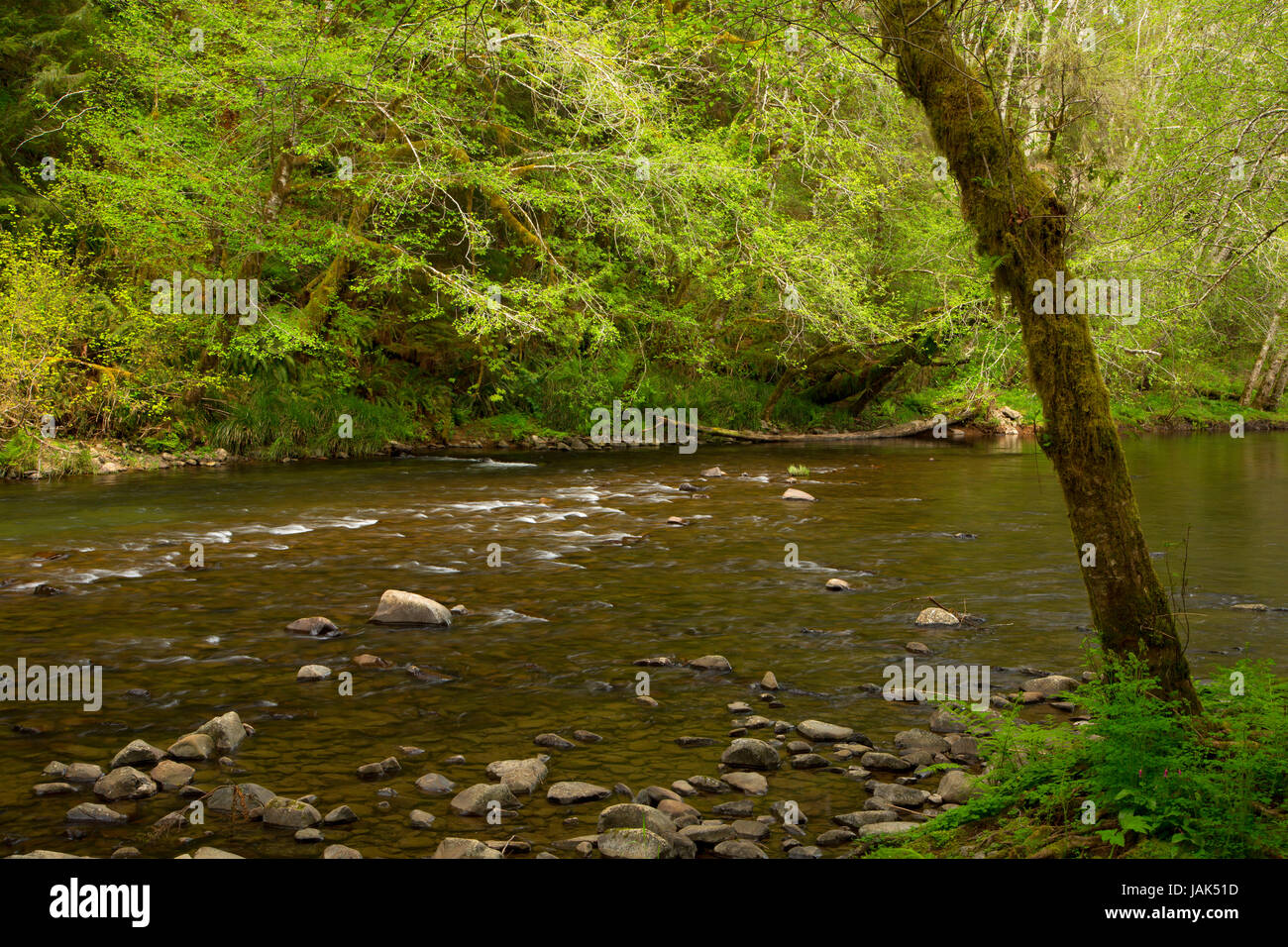 Nehalem River, Nehalem Fish Hatchery, Oregon Stock Photo - Alamy
