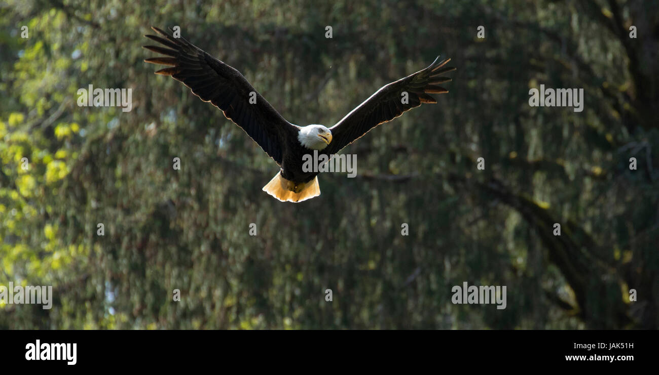 North fork nehalem river hi-res stock photography and images - Alamy