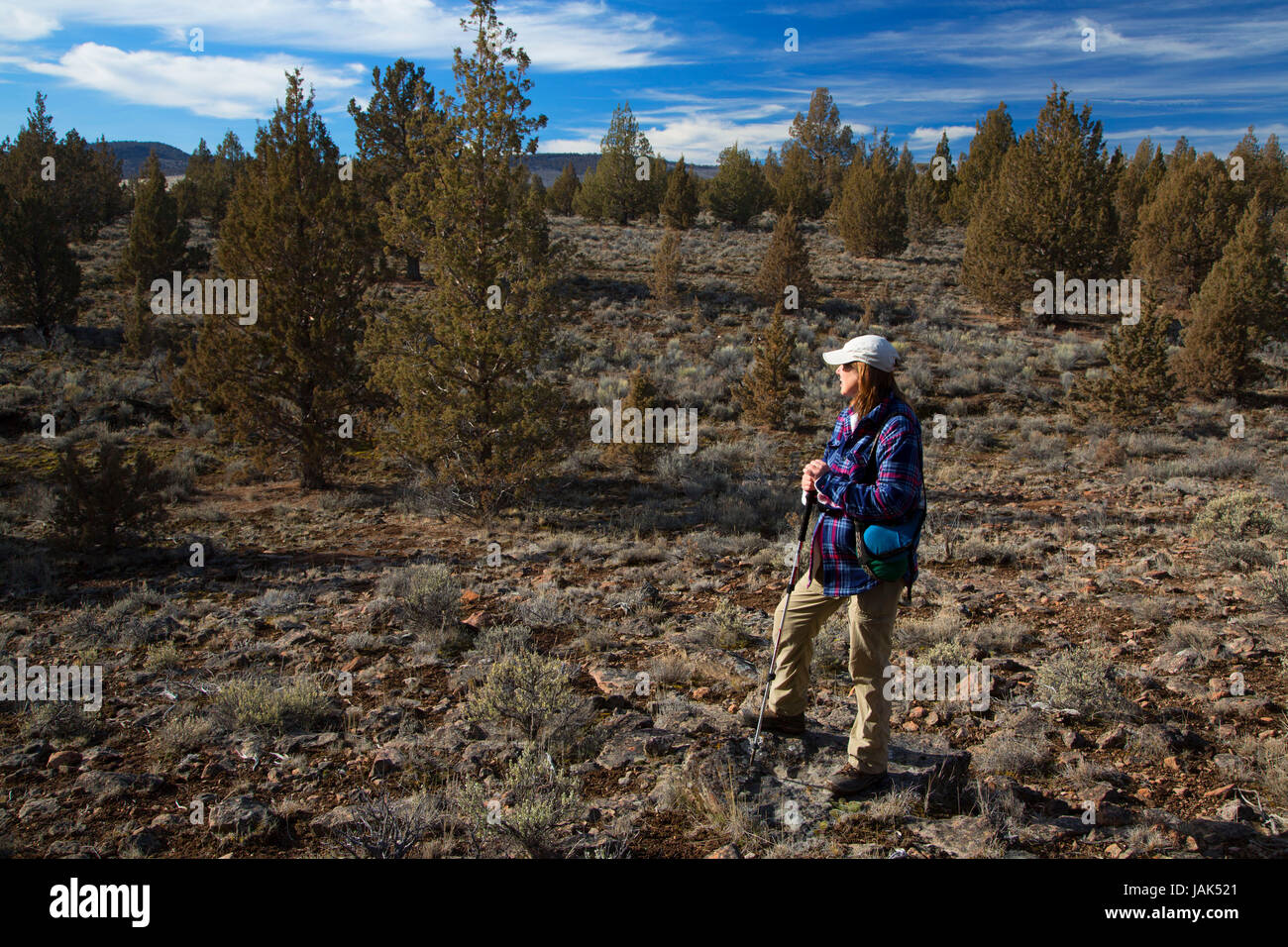 Western juniper (Juniperus occidentalis) forest view, Sand Hollow ...