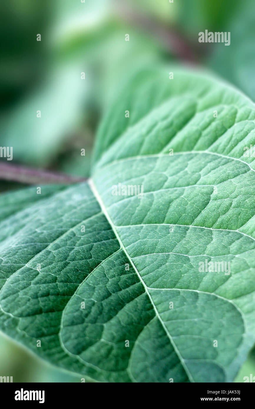 Nahaufnahme blatt detail hi-res stock photography and images - Alamy